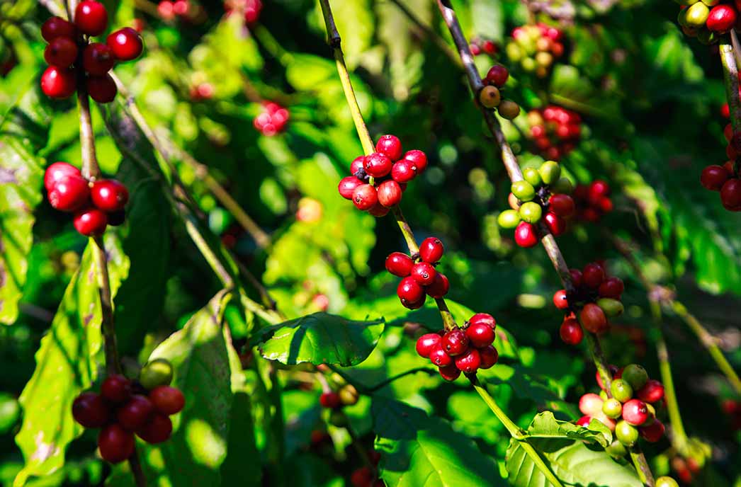 Projects for Cuba: a long-term, tangible commitment | Lavazza